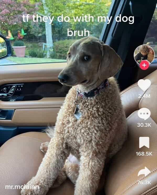 17 Unhinged and Funny Tik Tok Memes: Animals Edition