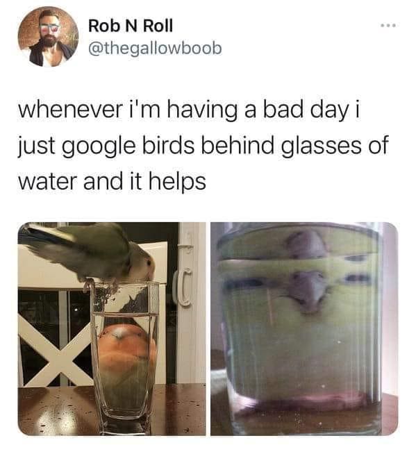 40 Bird Memes (If You Believe Birds Are Actually Real...)