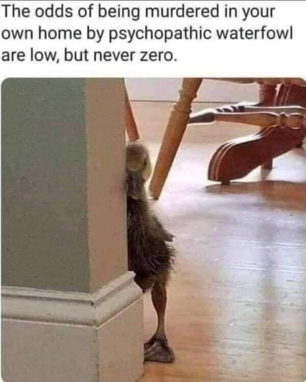 40 Bird Memes (If You Believe Birds Are Actually Real...)