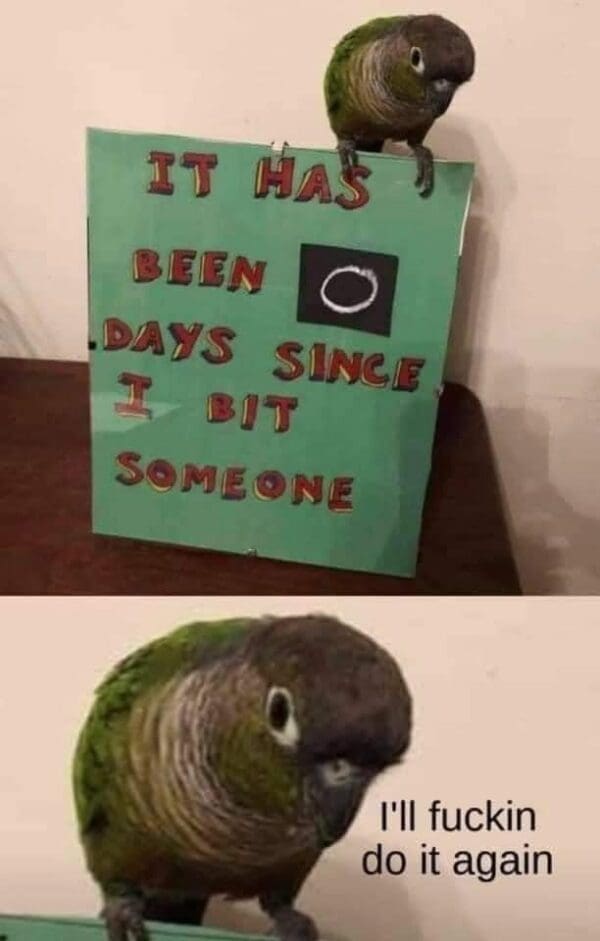 40 Bird Memes (If You Believe Birds Are Actually Real...)
