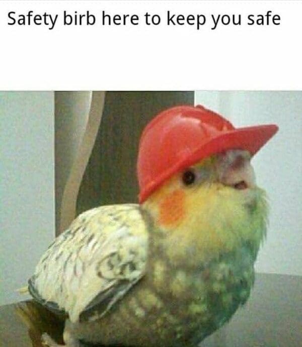 40 Bird Memes (If You Believe Birds Are Actually Real...)