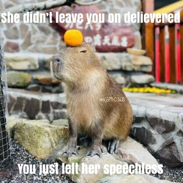 Capybara Memes: 39 Memes From The Friendliest Rodent
