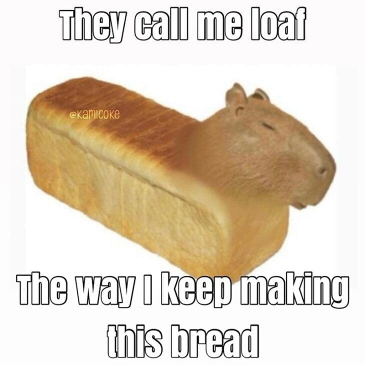 Capybara Memes: 39 Memes From The Friendliest Rodent