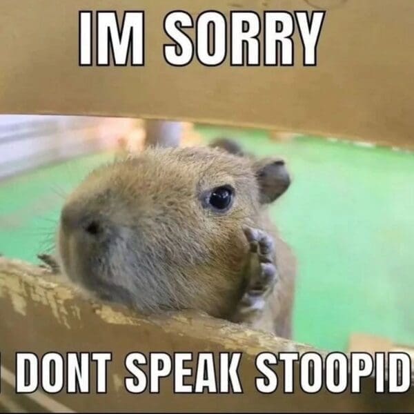 Capybara Memes: 39 Memes From The Friendliest Rodent