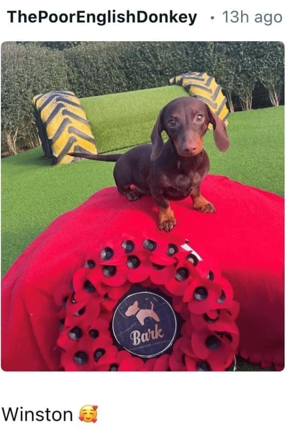 Weiner Wonders: 30 Irresistibly Cute Dachshund Photos That Will Melt ...