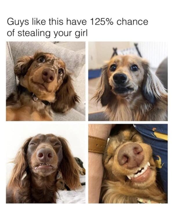 Weiner Wonders: 30 Irresistibly Cute Dachshund Photos That Will Melt ...