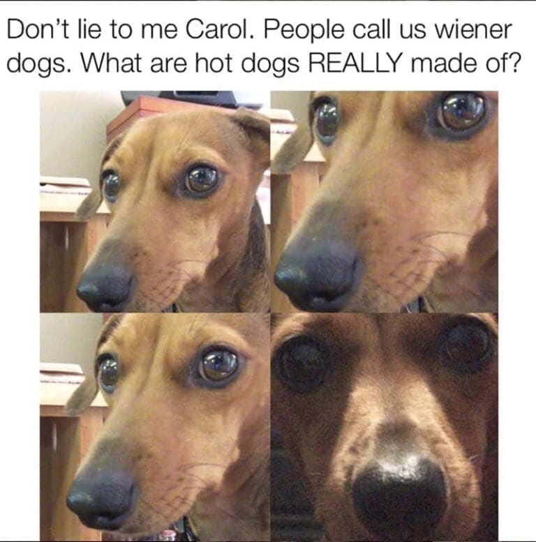 Weiner Wonders: 30 Irresistibly Cute Dachshund Photos That Will Melt ...