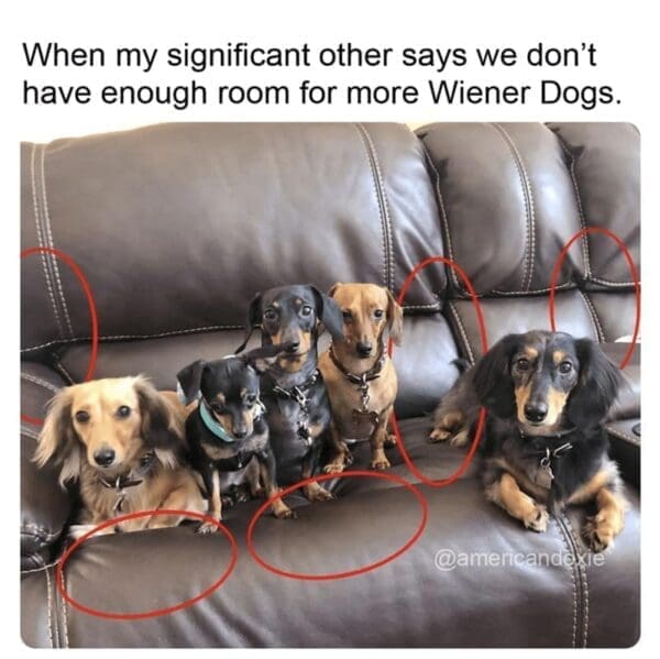 Weiner Wonders: 30 Irresistibly Cute Dachshund Photos That Will Melt ...