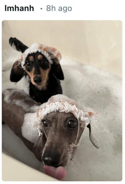 Weiner Wonders: 30 Irresistibly Cute Dachshund Photos That Will Melt ...