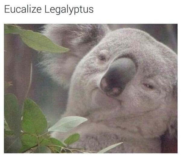 420 Memes: 40 Of The Dankest Memes For The Stoners