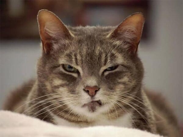Angry Cats: 21 Cute Examples of Feline Fury