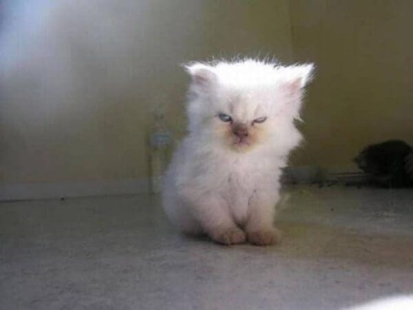 Angry Cats: 21 Cute Examples of Feline Fury