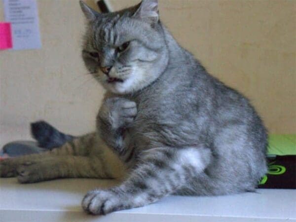 Angry Cats: 21 Cute Examples of Feline Fury