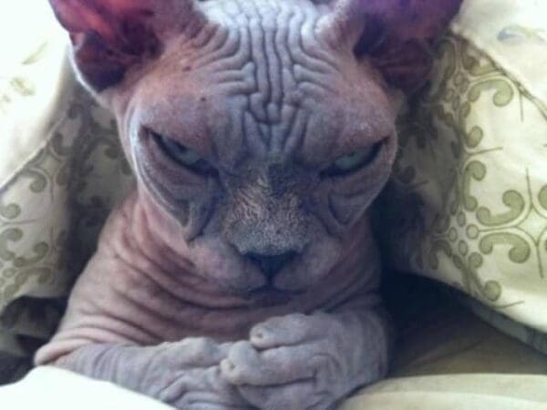 Angry Cats: 21 Cute Examples of Feline Fury