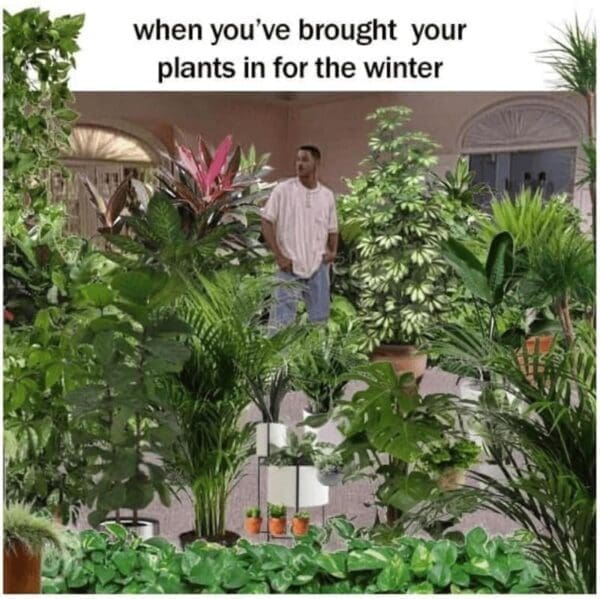 Is My Plant Dead? Probably. 36 Plant Memes That Will Make Every Plant ...