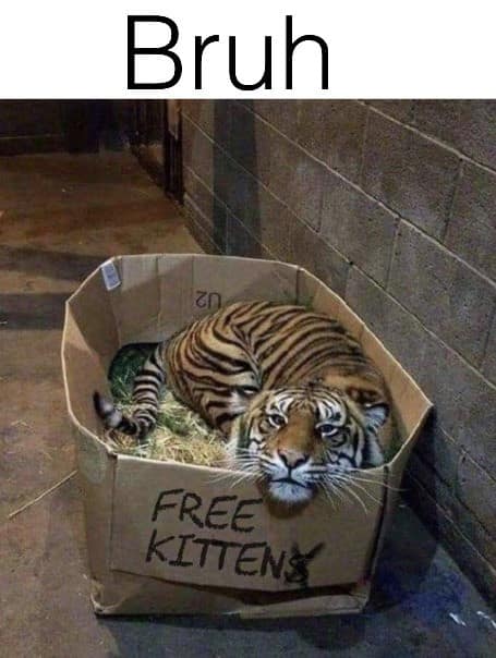 Tiger Memes: 19 Memes Where the Stripes Meet Sarcasm