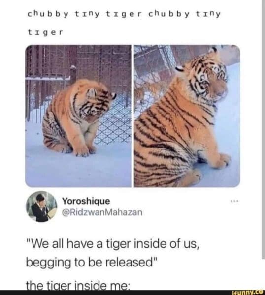 Tiger Memes: 19 Memes Where the Stripes Meet Sarcasm