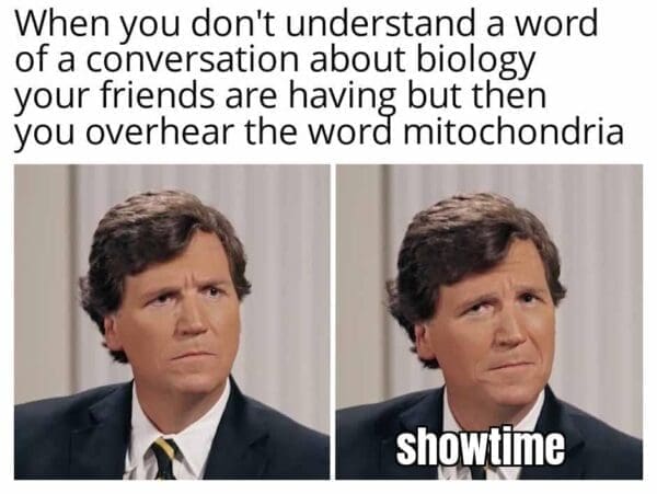 Tucker Carlson Memes: 20 Memes From The Roastfest