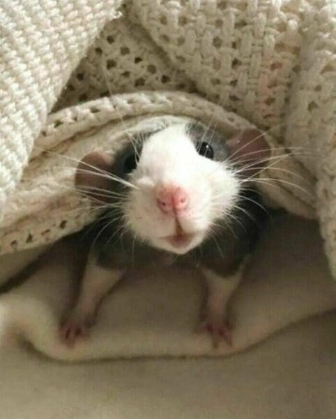 Cute Rats? Sure. 25 Photos That Are Actually Adorable