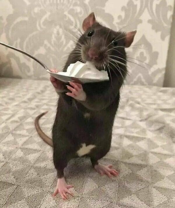 Cute Rats? Sure. 25 Photos That Are Actually Adorable
