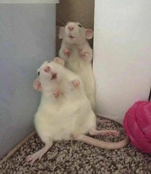 Cute Rats? Sure. 25 Photos That Are Actually Adorable
