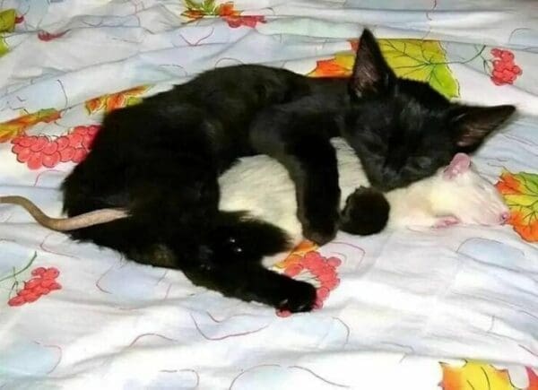 Cute Rats? Sure. 25 Photos That Are Actually Adorable