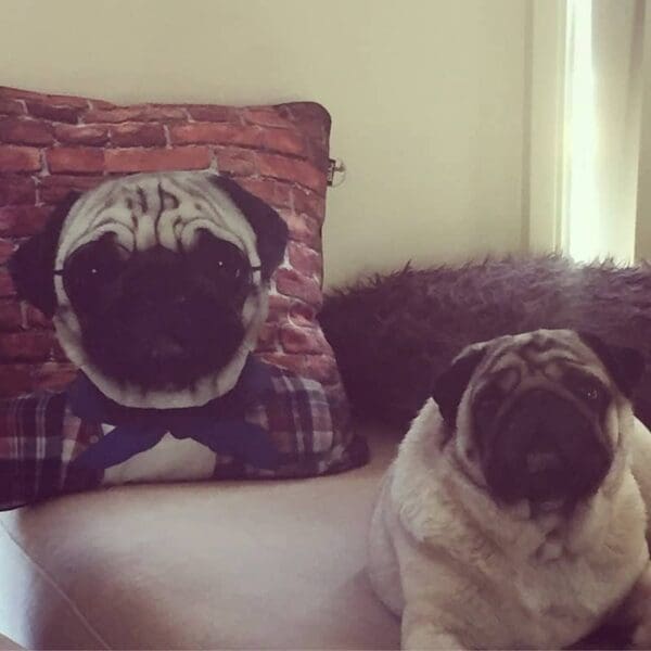 Pug Parade: 50 Funny Pug Photos of the Most Adorable (and Derpy) Dog ...