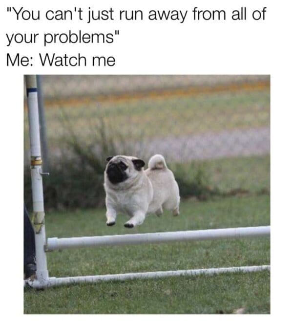 Pug Parade: 50 Funny Pug Photos of the Most Adorable (and Derpy) Dog ...