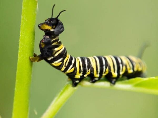 37 Funny Animal Hybrid Mashups You Wish Were Real