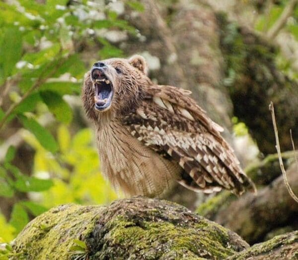 37 Funny Animal Hybrid Mashups You Wish Were Real