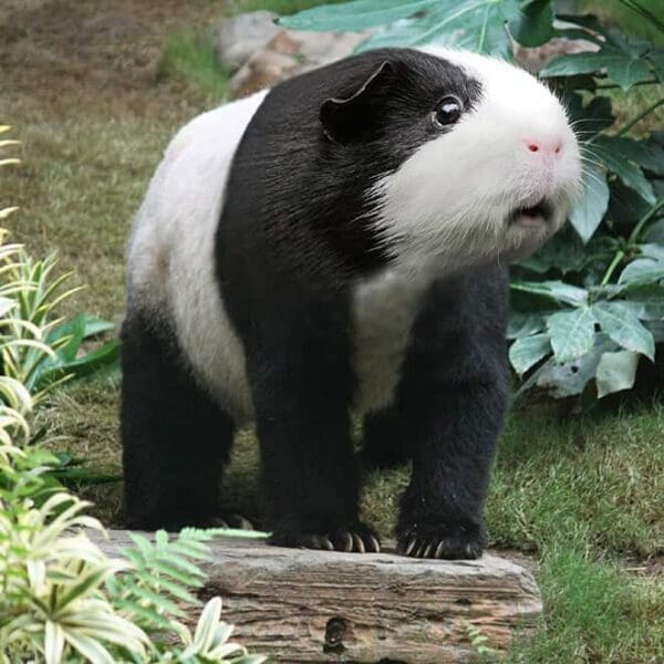 37 Funny Animal Hybrid Mashups You Wish Were Real