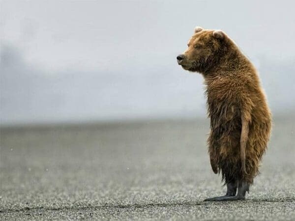 37 Funny Animal Hybrid Mashups You Wish Were Real