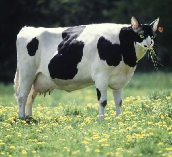 37 Funny Animal Hybrid Mashups You Wish Were Real