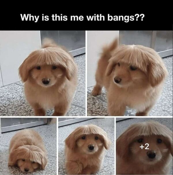 36 Memes That Perfectly Capture the Regret of Cutting Your Own Bangs