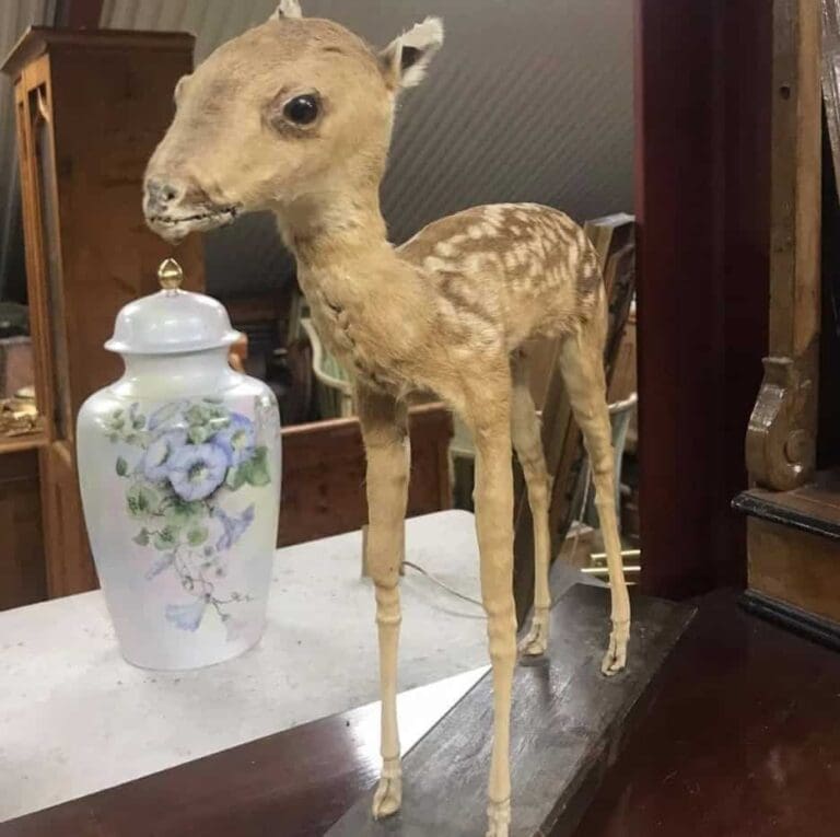Stuff Your Nightmares: 38 Taxidermy Fails That Are More Horror Than Hobby