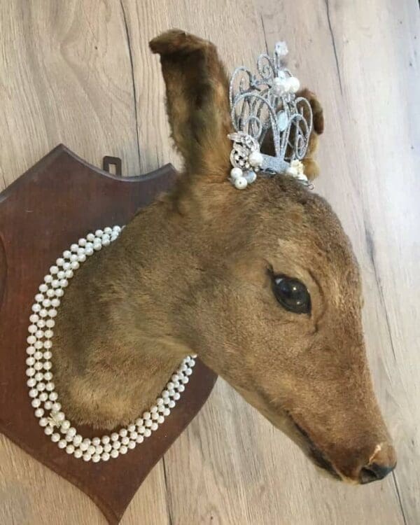 Stuff Your Nightmares: 38 Taxidermy Fails That Are More Horror Than Hobby