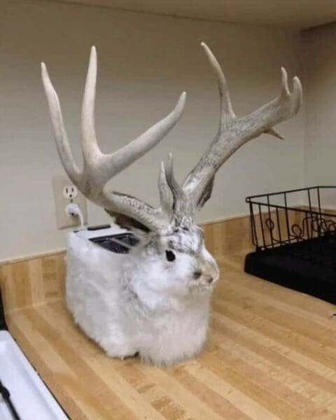 Stuff Your Nightmares: 38 Taxidermy Fails That Are More Horror Than Hobby