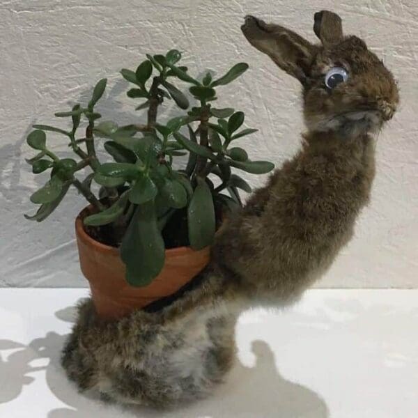 Stuff Your Nightmares: 38 Taxidermy Fails That Are More Horror Than Hobby