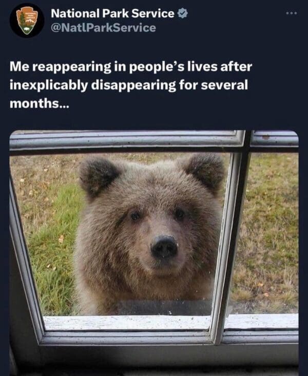 40 Bear-Themed Memes for Those Who Can’t Get Enough of These Furry Giants