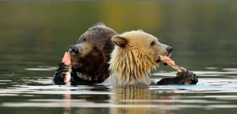 40 Bear-Themed Memes for Those Who Can’t Get Enough of These Furry Giants