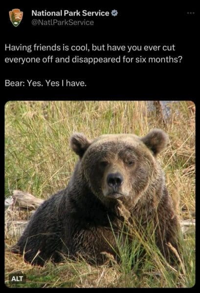 40 Bear-Themed Memes for Those Who Can’t Get Enough of These Furry Giants