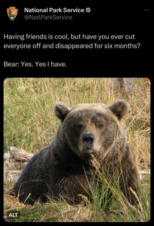 40 Bear-Themed Memes for Those Who Can’t Get Enough of These Furry Giants
