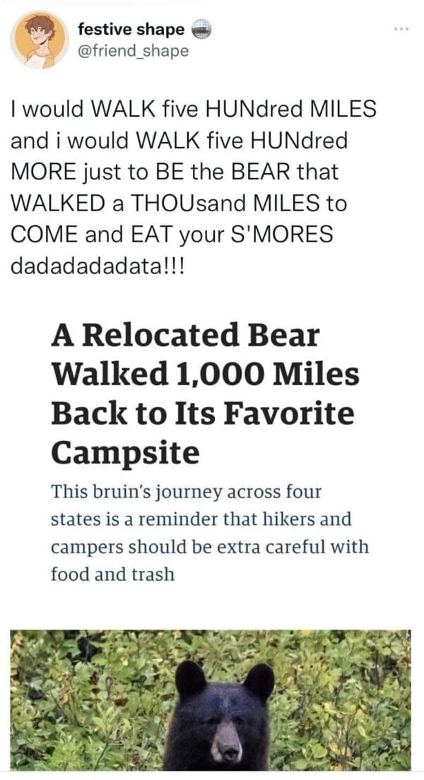 40 Bear-Themed Memes for Those Who Can’t Get Enough of These Furry Giants