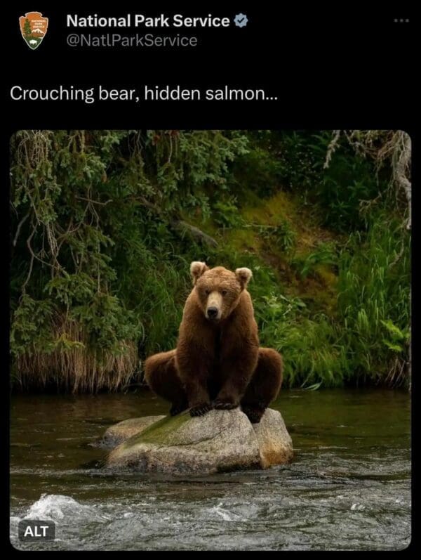 40 Bear-Themed Memes for Those Who Can’t Get Enough of These Furry Giants