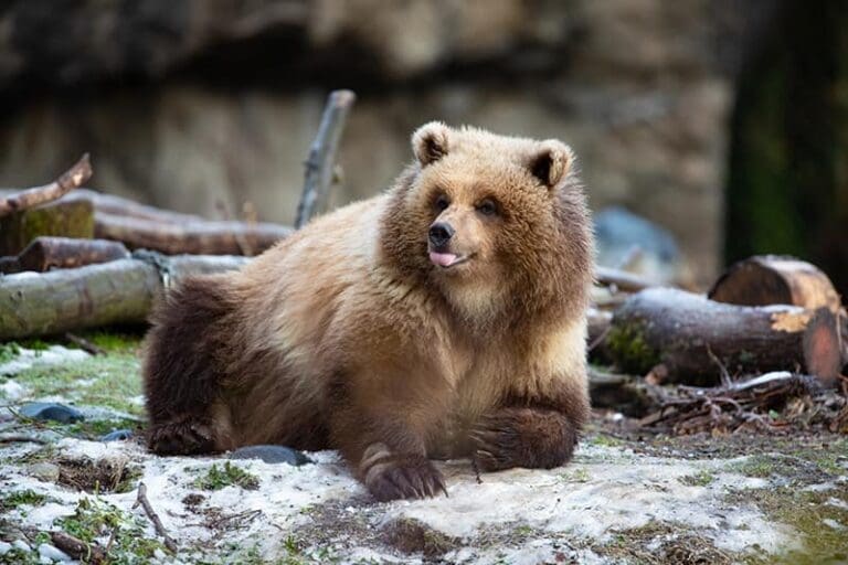 40 Bear-Themed Memes for Those Who Can’t Get Enough of These Furry Giants