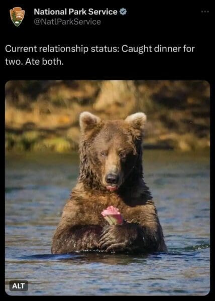 40 Bear-Themed Memes for Those Who Can’t Get Enough of These Furry Giants