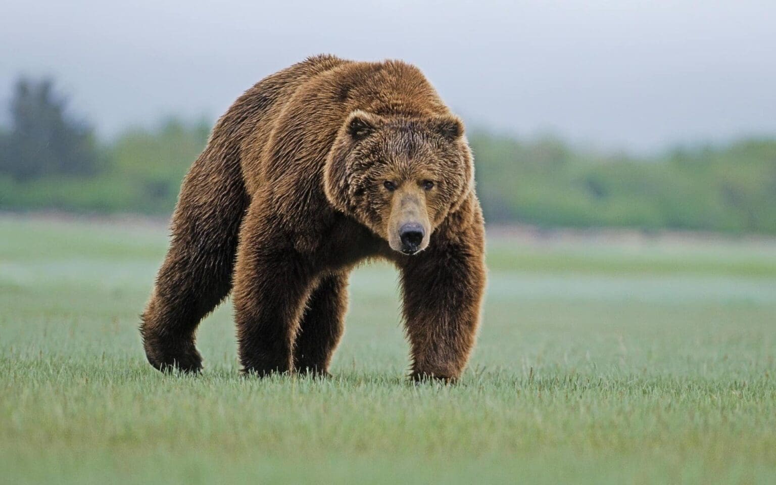 40 Bear-Themed Memes for Those Who Can’t Get Enough of These Furry Giants