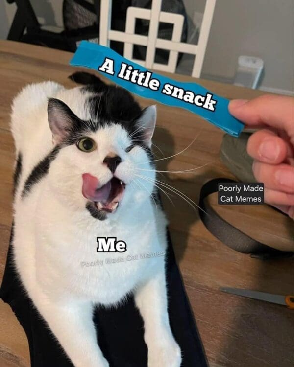 Cat Memes: 23 Motivational Kitties For Some Good Vibes