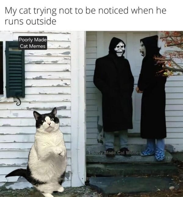 Cat Memes: 23 Motivational Kitties For Some Good Vibes