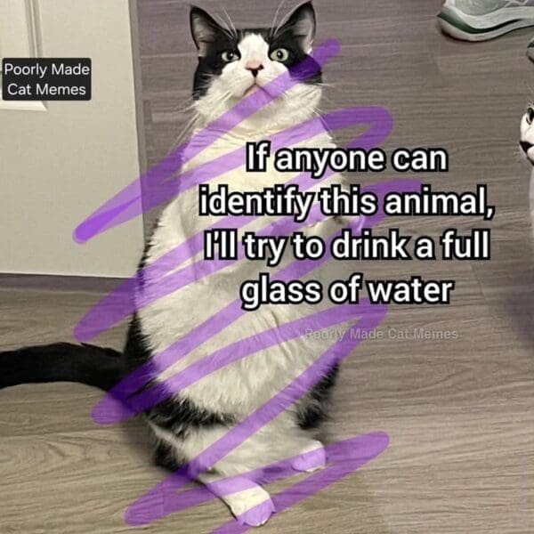 Cat Memes: 23 Motivational Kitties For Some Good Vibes